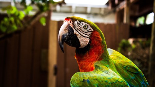 Parrot Owner Embarrassed by Profane Response to Rescue ... | Preaching ...
